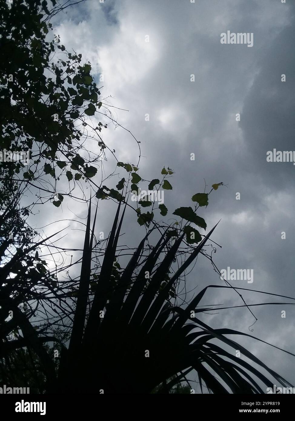 grape family (Vitaceae Stock Photo - Alamy