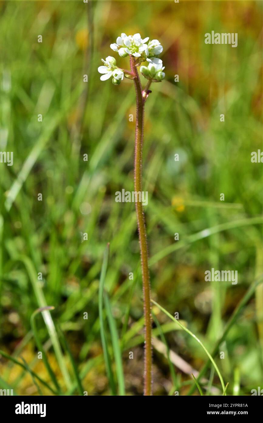 Wholeleaf Saxifrage Micranthes Integrifolia Stock Photo Alamy