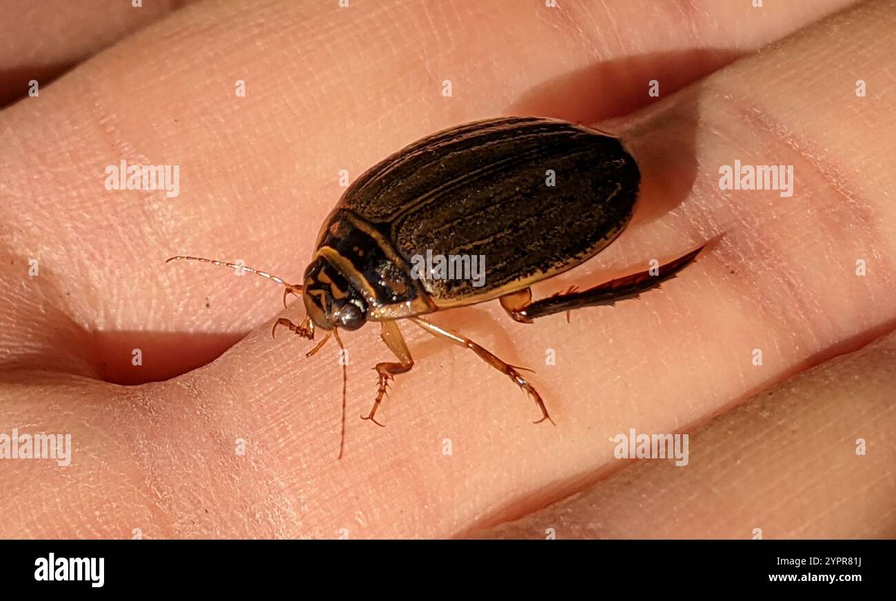 Lesser Diving-beetle (Acilius sulcatus Stock Photo - Alamy