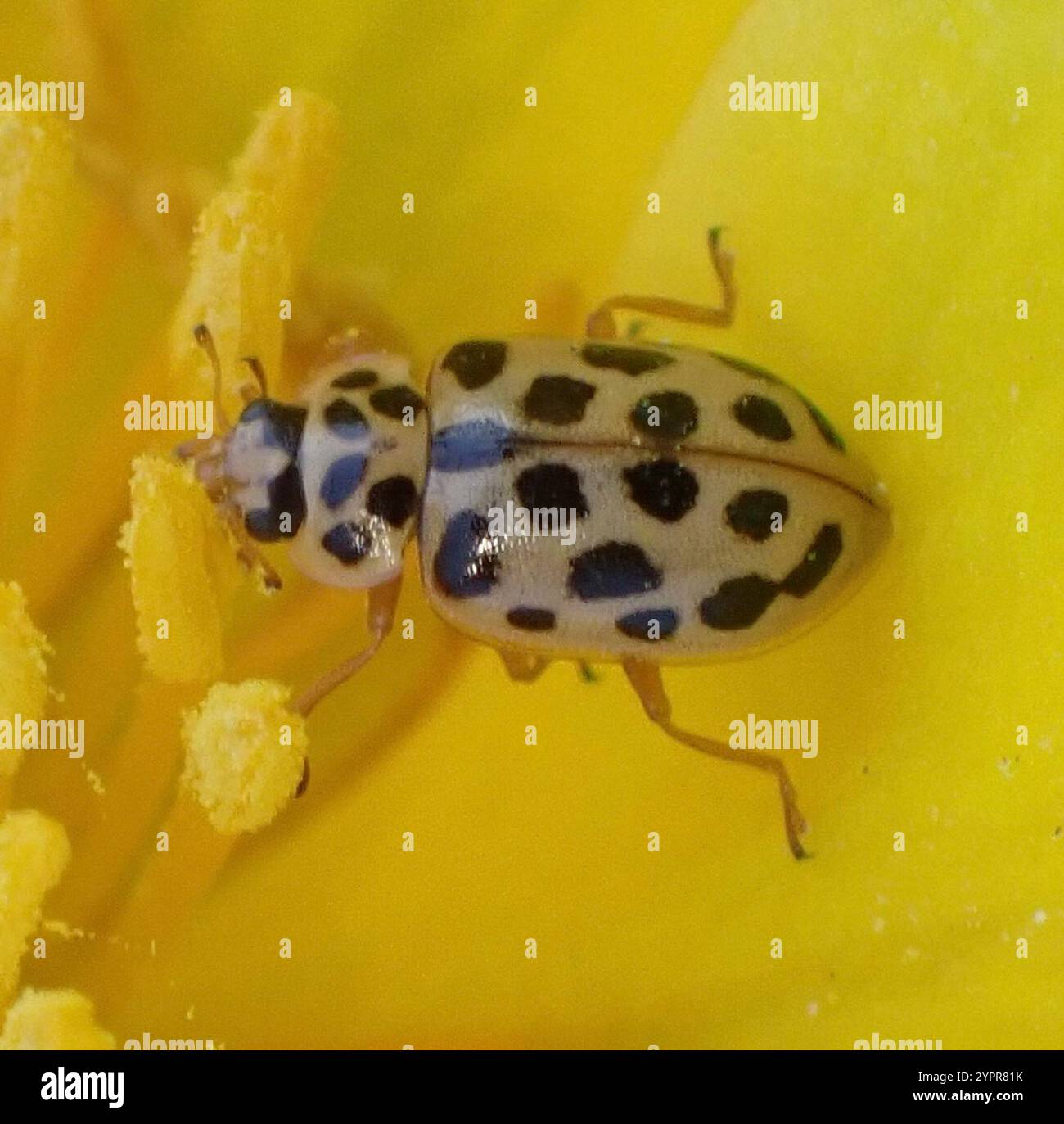 Water Ladybird (Anisosticta novemdecimpunctata Stock Photo - Alamy