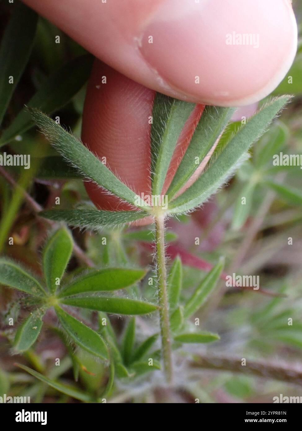 Miniature Lupine (Lupinus bicolor Stock Photo - Alamy