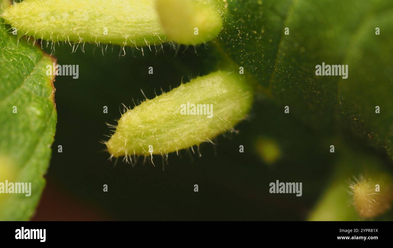 Elm Finger Gall Mite (Aceria parulmi Stock Photo - Alamy