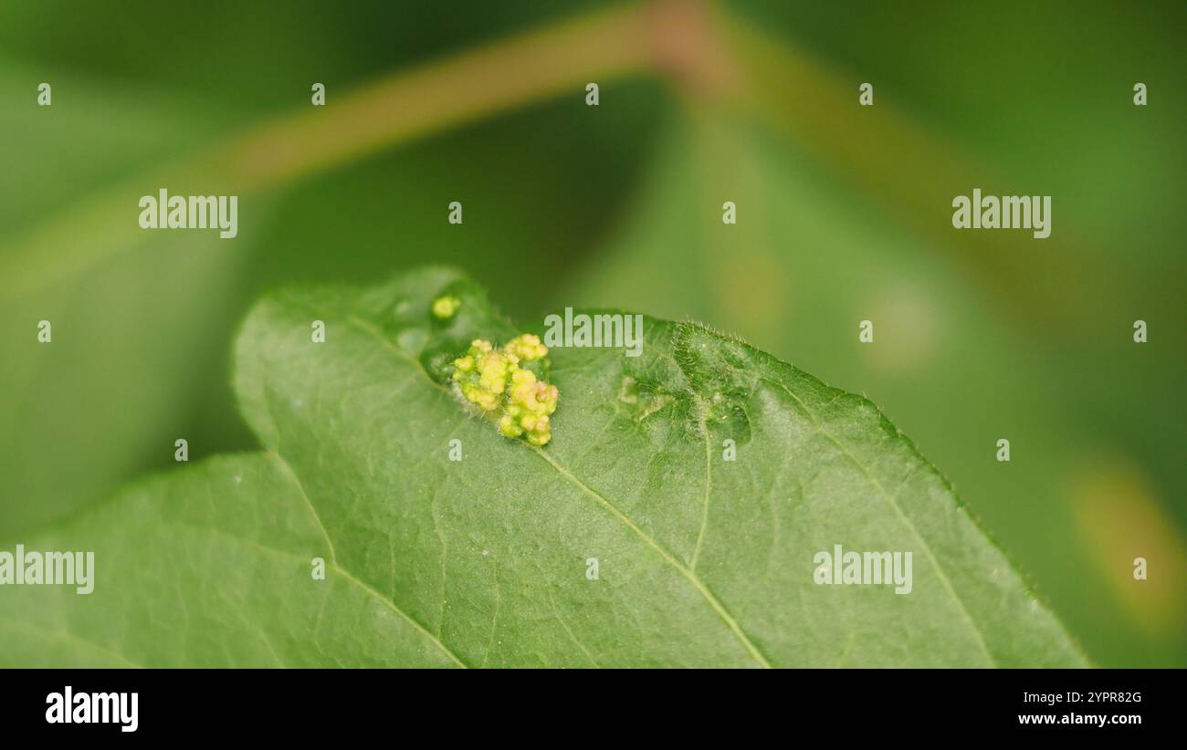 Poison Ivy Leaf Mite (Aculops rhois Stock Photo - Alamy