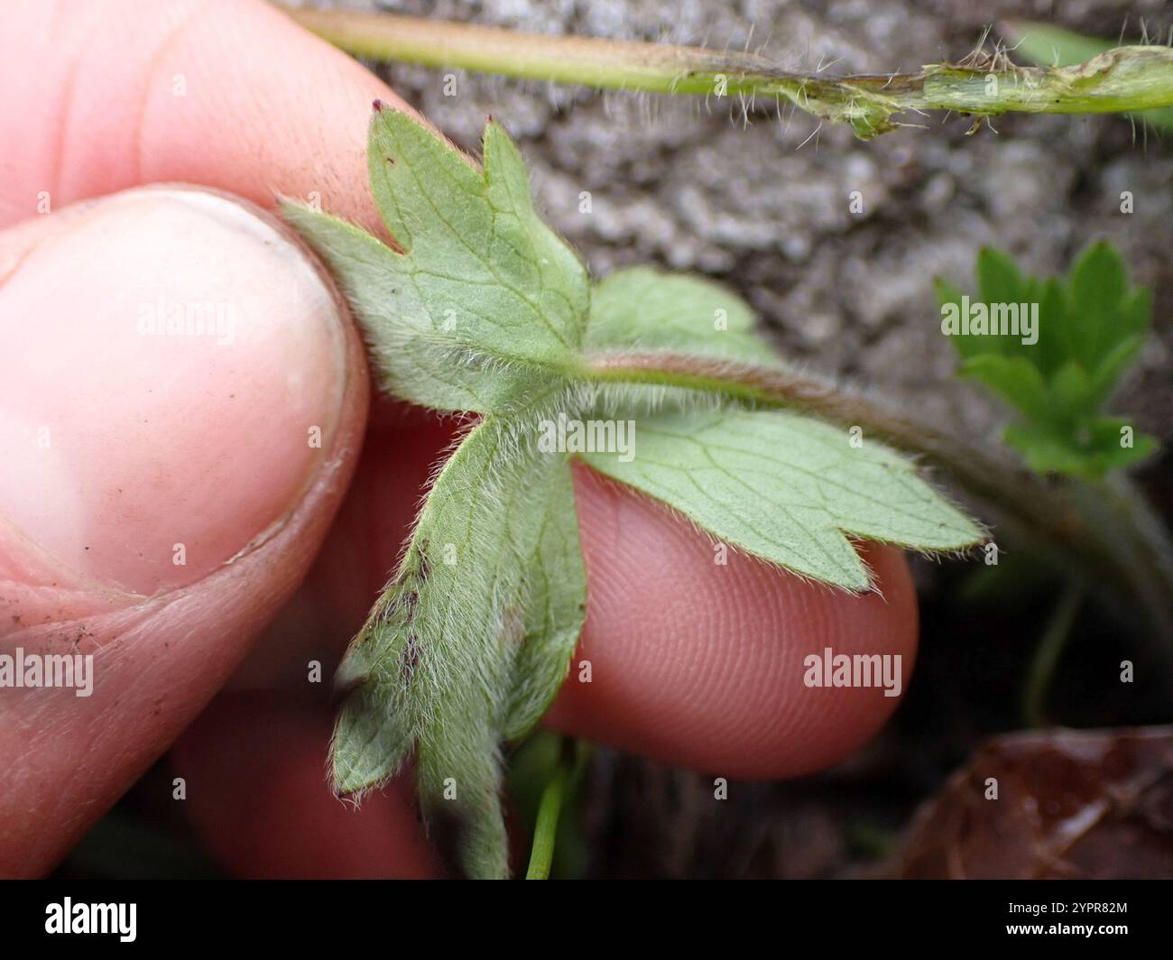 Western Buttercup (Ranunculus occidentalis Stock Photo - Alamy