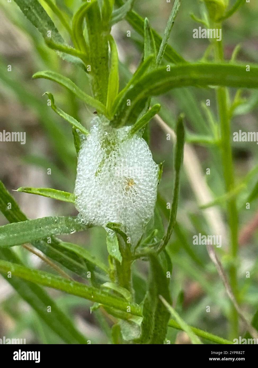 Meadow Spittlebug (Philaenus spumarius Stock Photo - Alamy