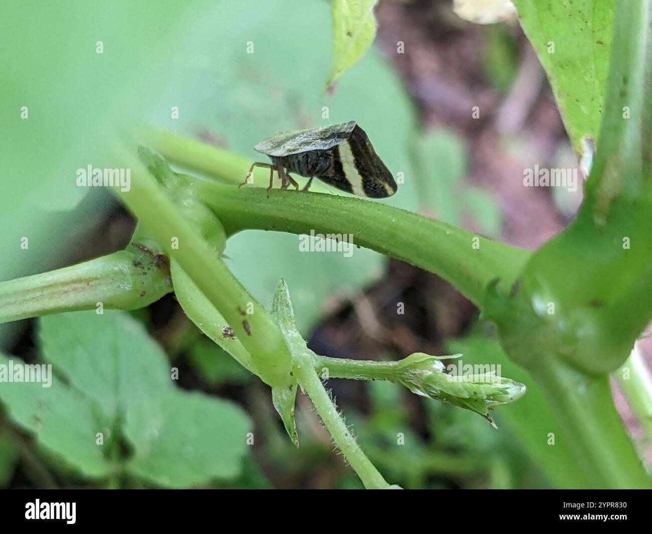 Ricaniid Planthoppers (Ricaniidae Stock Photo - Alamy