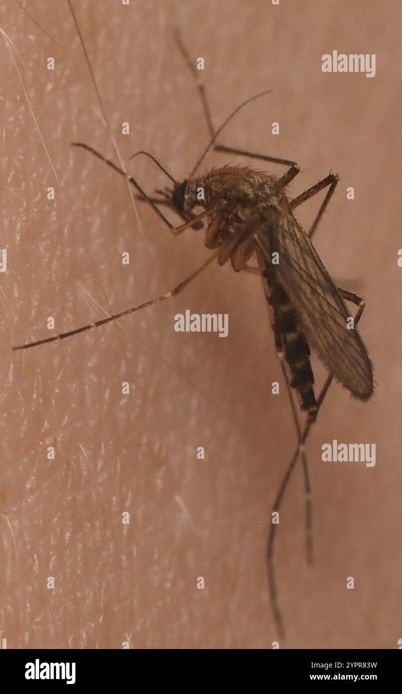 Inland Floodwater Mosquito (Aedes vexans Stock Photo - Alamy