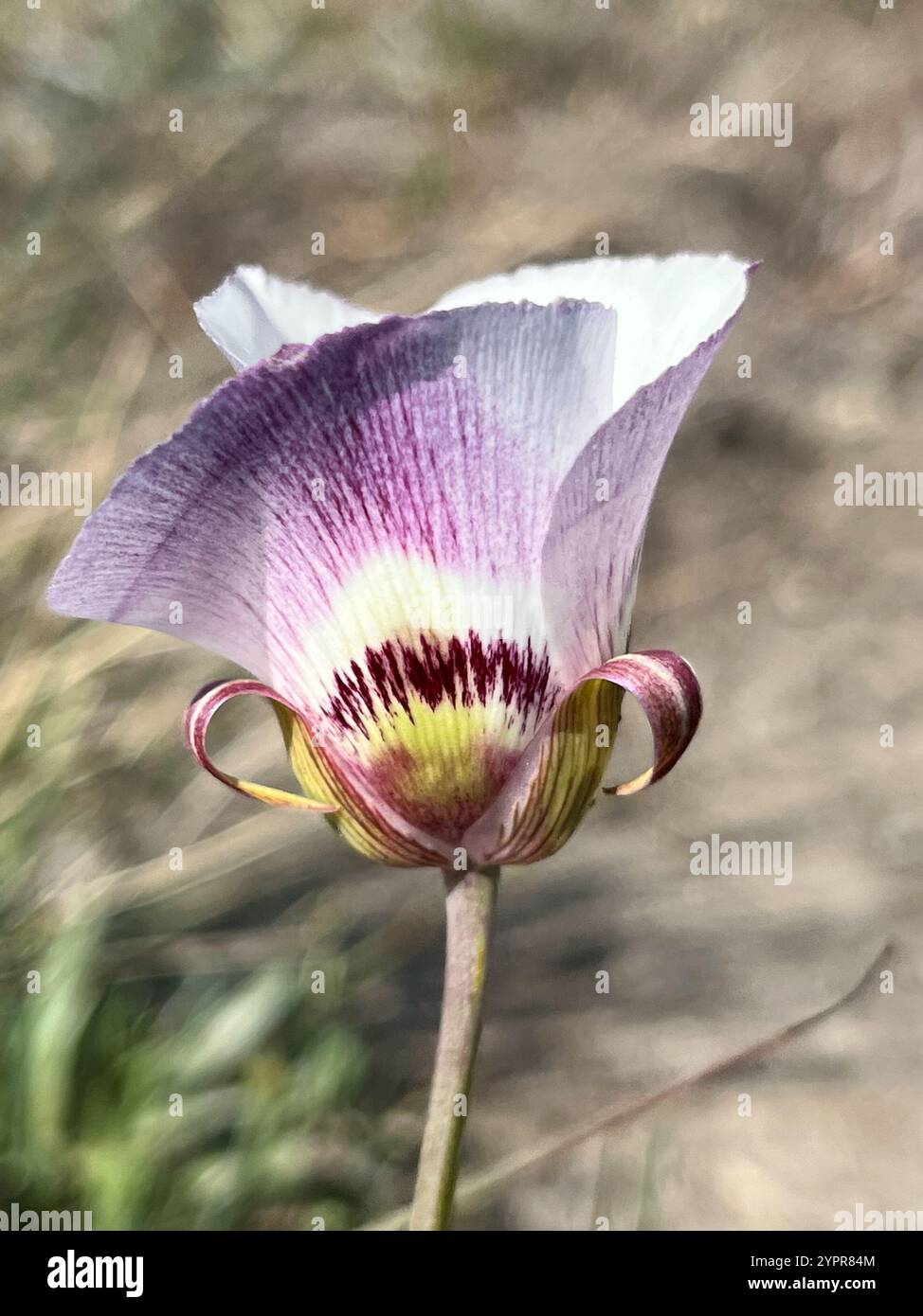 clay mariposa lily (Calochortus argillosus Stock Photo - Alamy