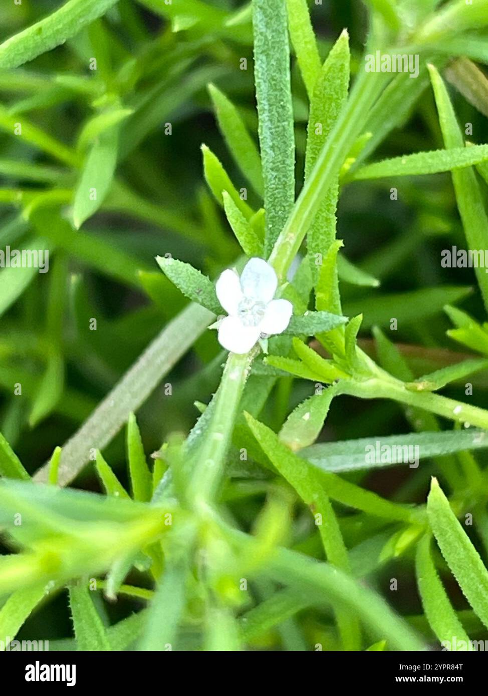Rust Weed (Polypremum procumbens Stock Photo - Alamy