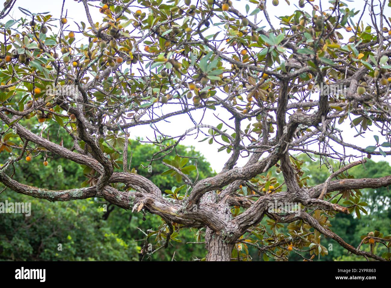 Fruto do cerrado hi-res stock photography and images - Alamy