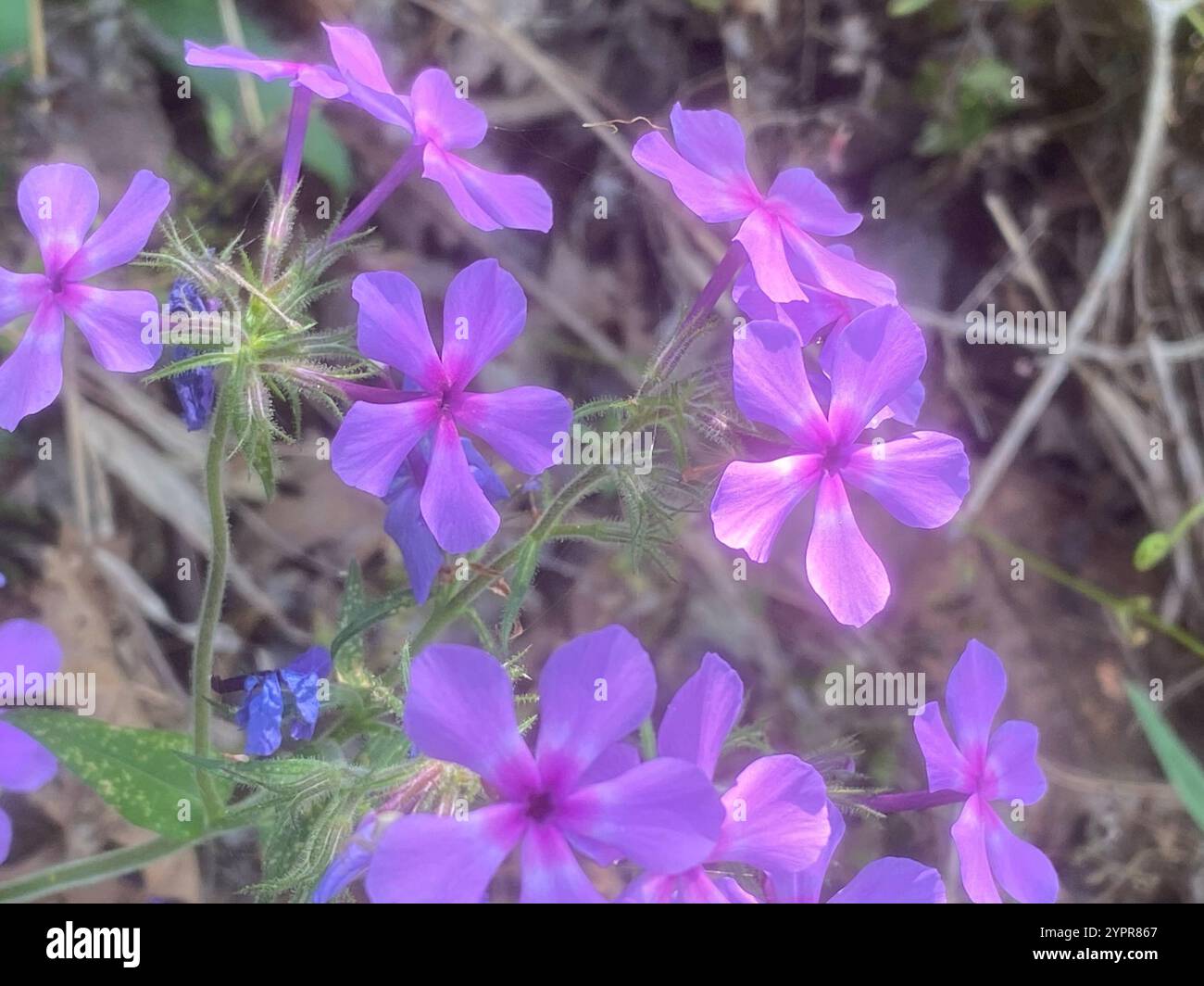 blue phlox (Phlox divaricata Stock Photo - Alamy