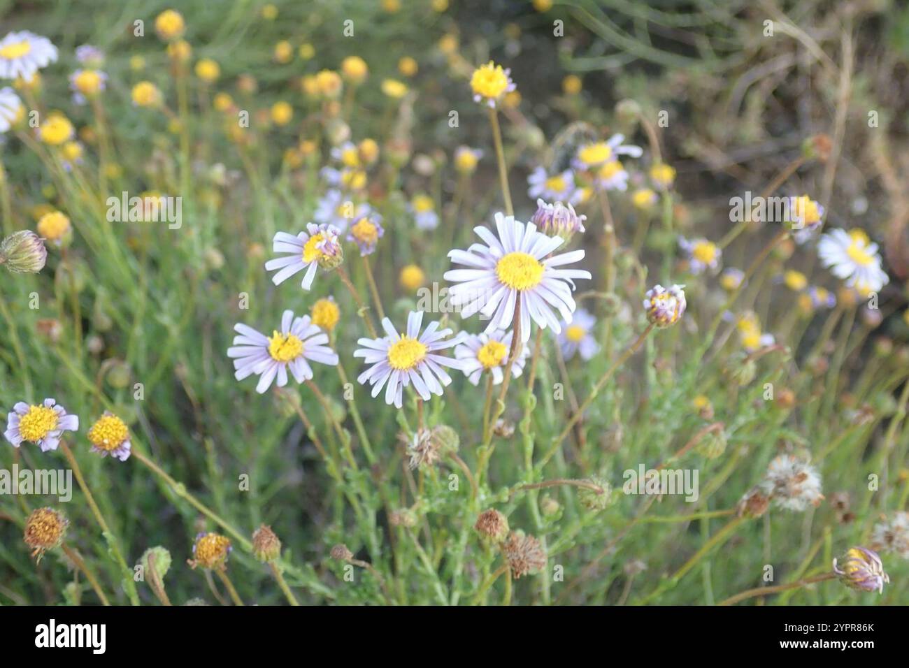 Fine Felicia (Felicia filifolia Stock Photo - Alamy