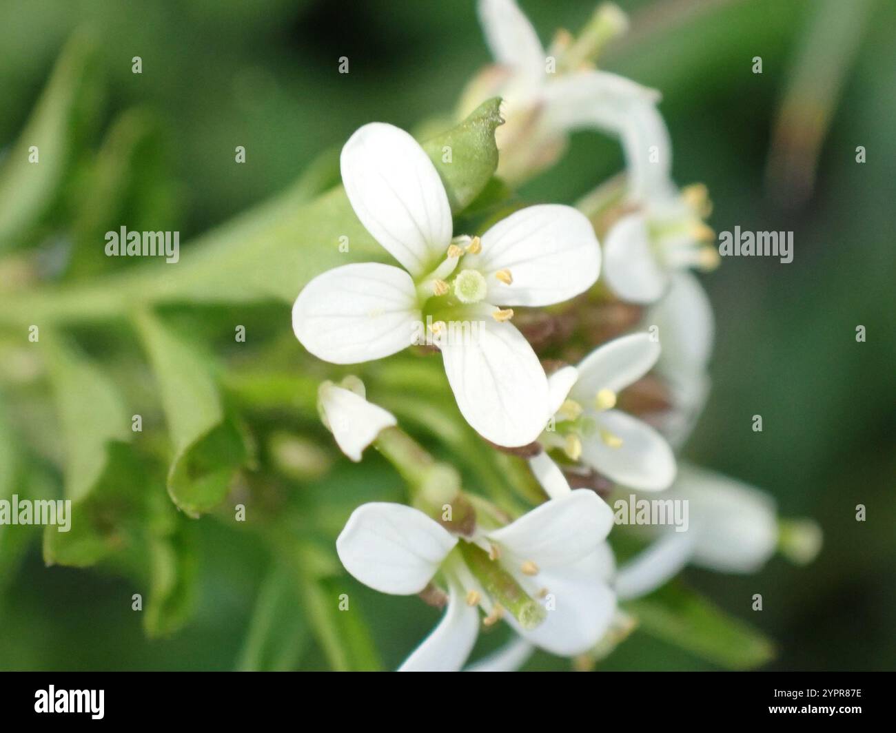 wavy bittercress (Cardamine flexuosa Stock Photo - Alamy