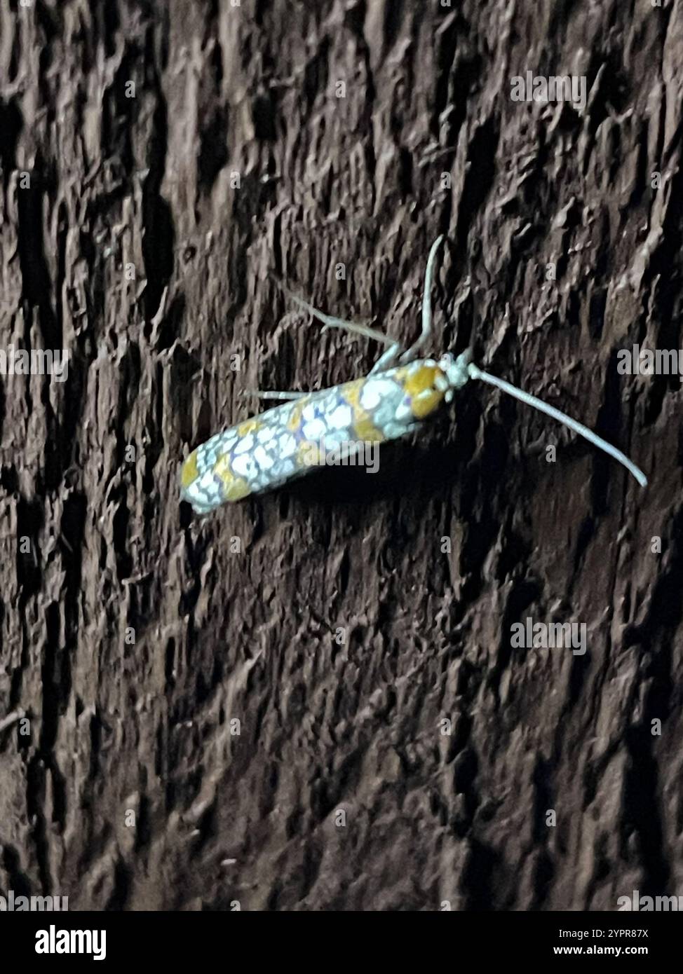 Ailanthus Webworm Moth (Atteva aurea Stock Photo - Alamy