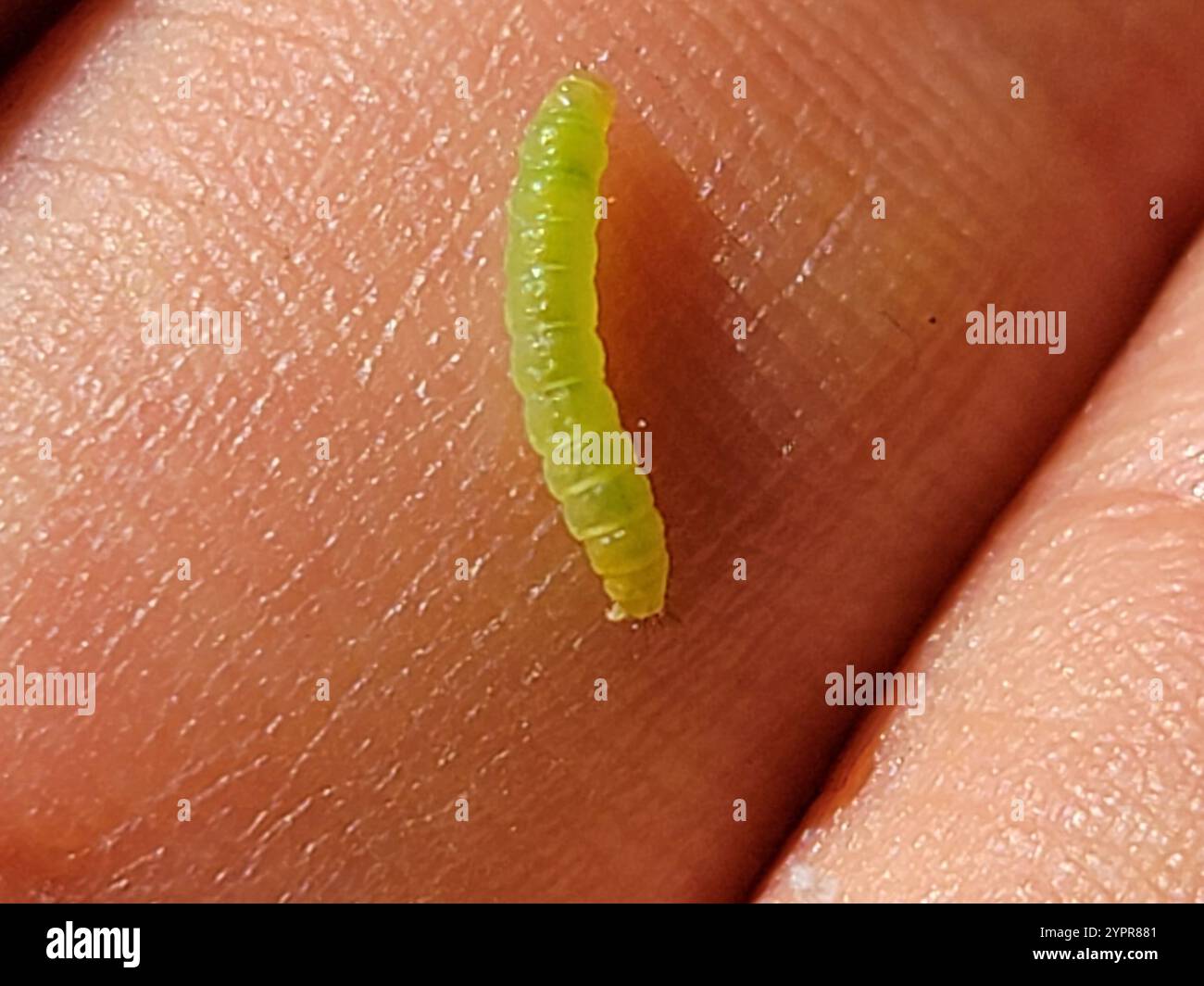 Tortricine Leafroller Moths (Tortricinae Stock Photo - Alamy