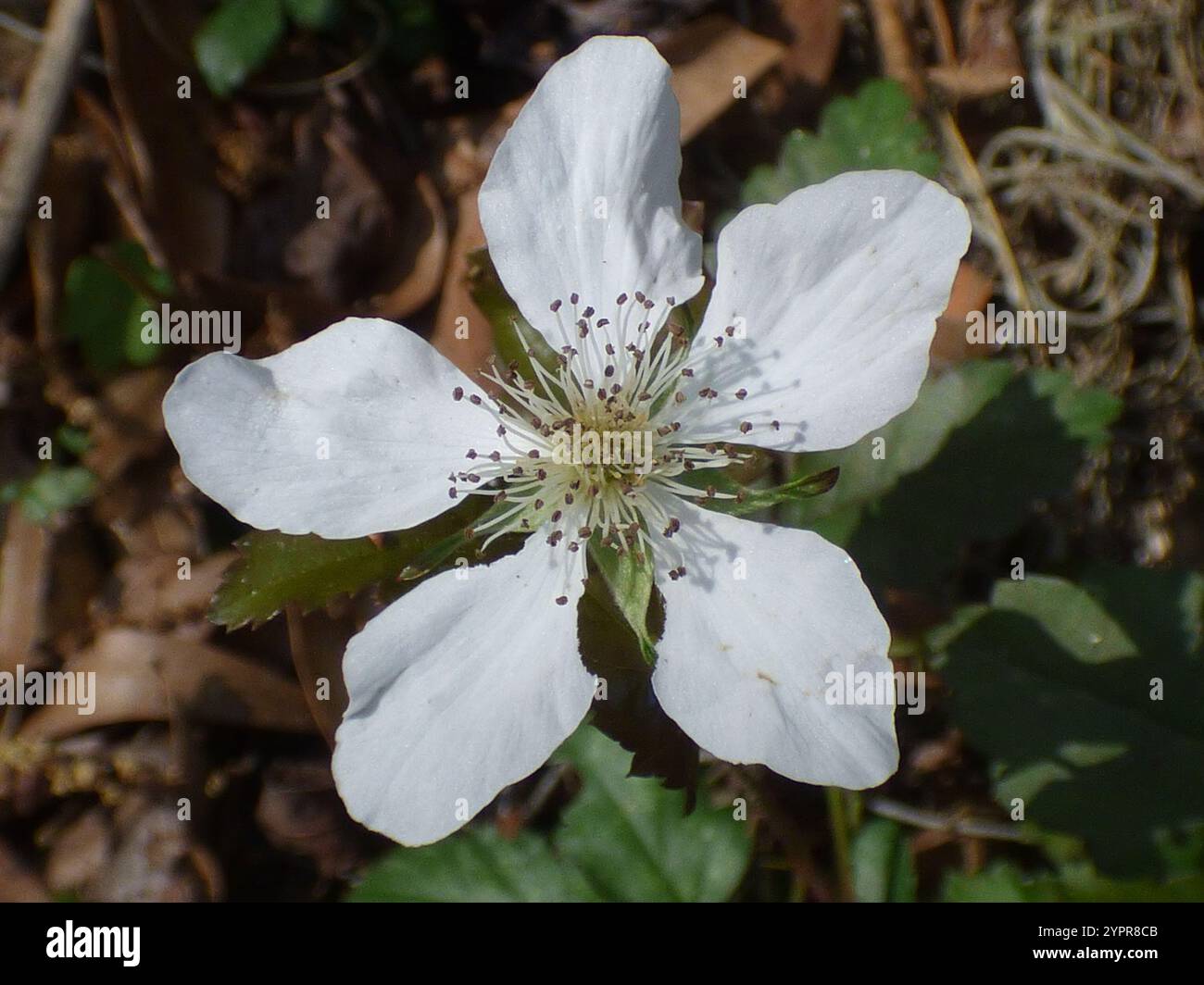 southern dewberry (Rubus trivialis Stock Photo - Alamy