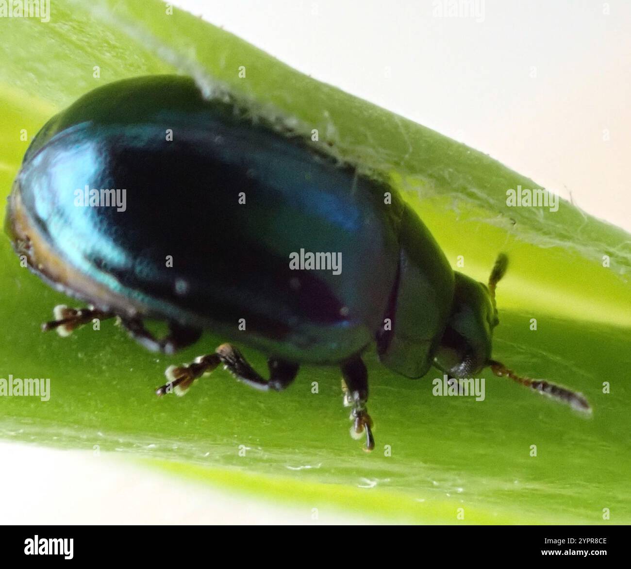 Willow Leaf Beetle (Plagiodera versicolora Stock Photo - Alamy