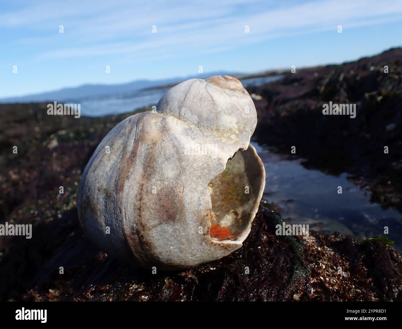 Lewis's Moon Snail (Neverita lewisii Stock Photo - Alamy