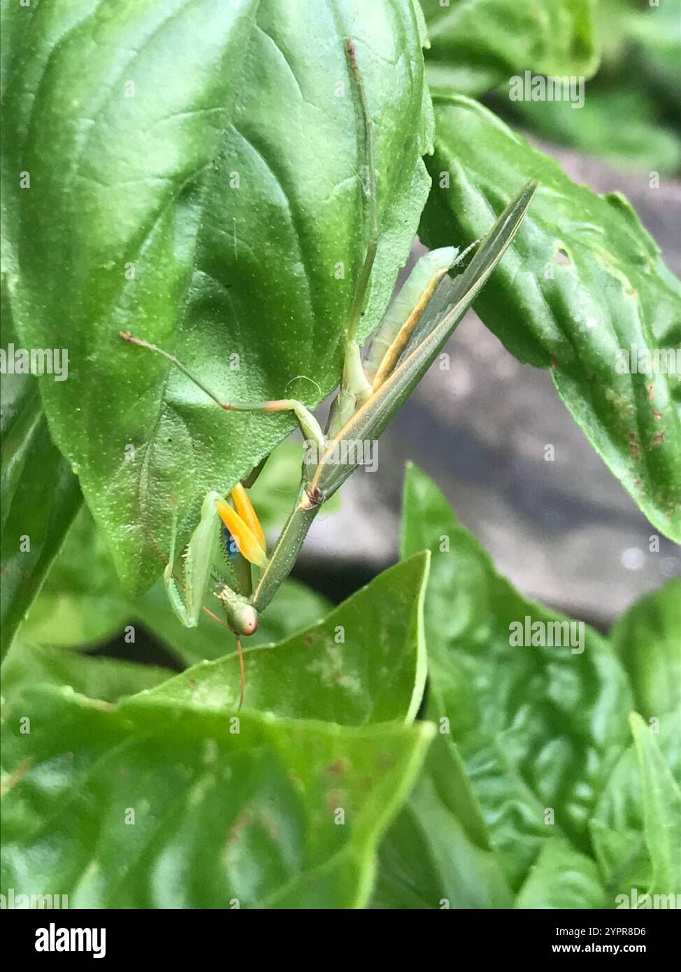 New Zealand Mantis (Orthodera novaezealandiae Stock Photo - Alamy