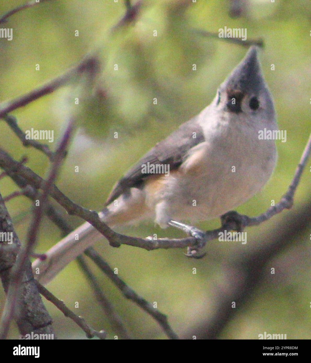 Tufted Titmouse (Baeolophus bicolor Stock Photo - Alamy