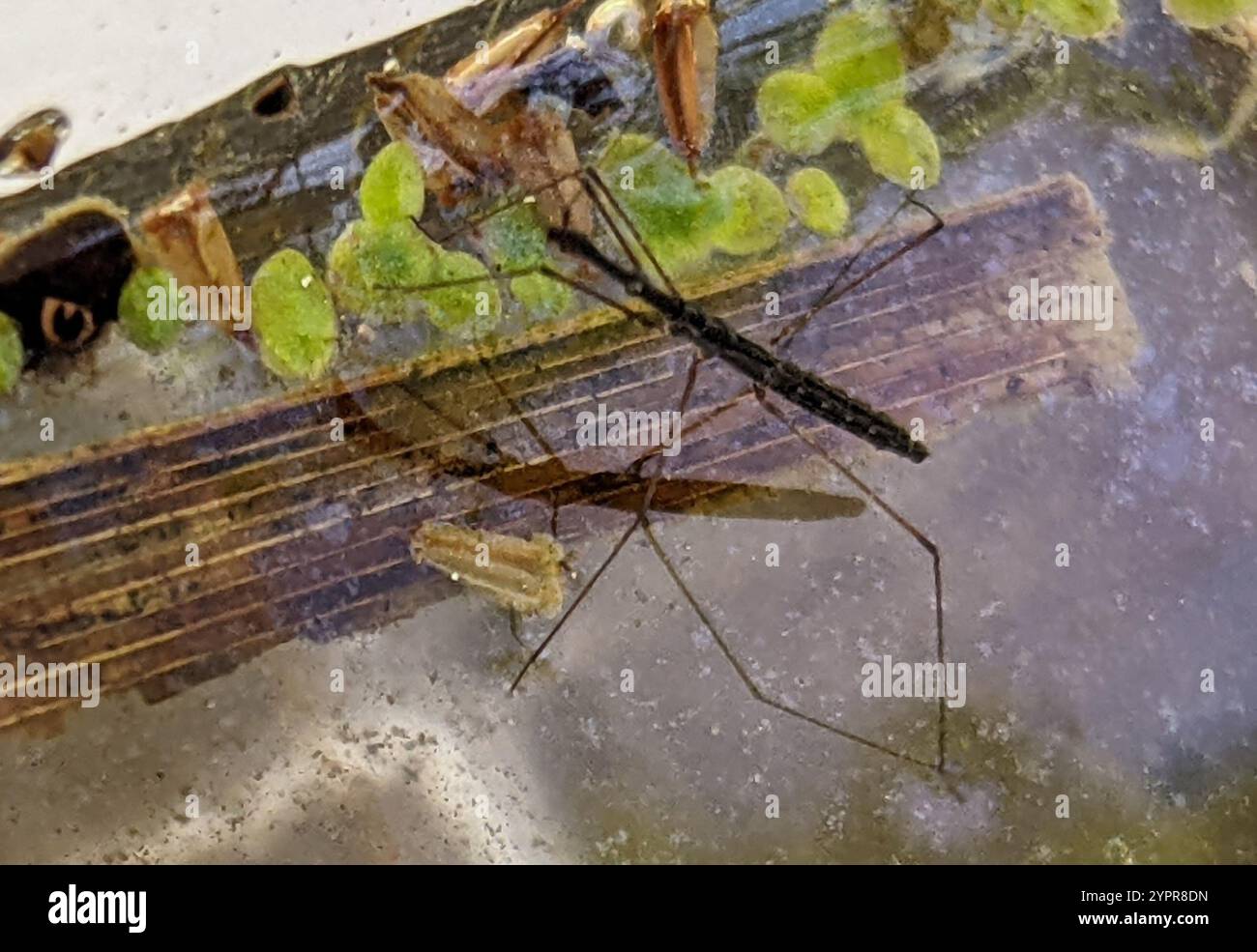 Hydrometra stagnorum hi-res stock photography and images - Alamy