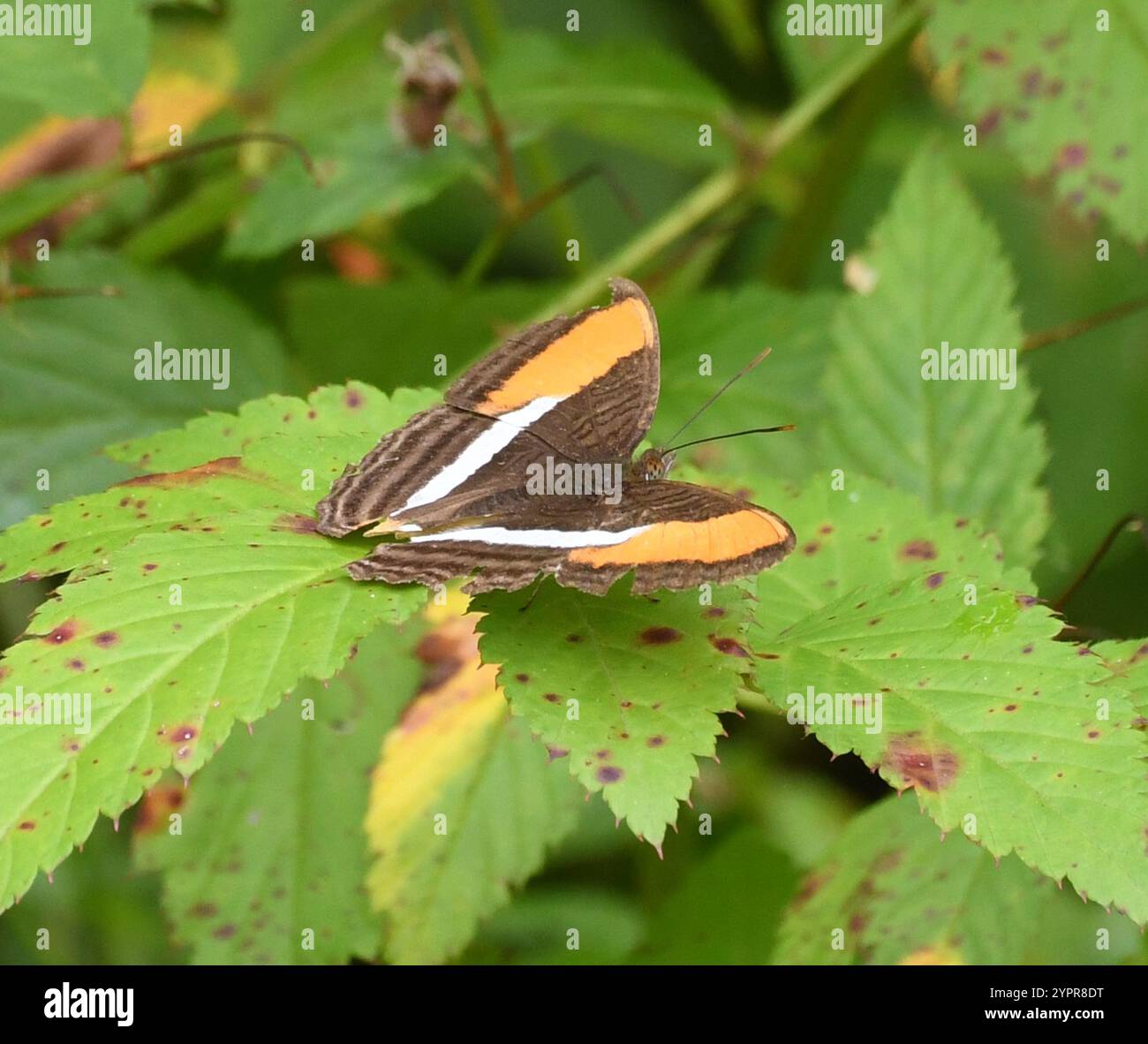 Adelpha cytherea hi-res stock photography and images - Alamy