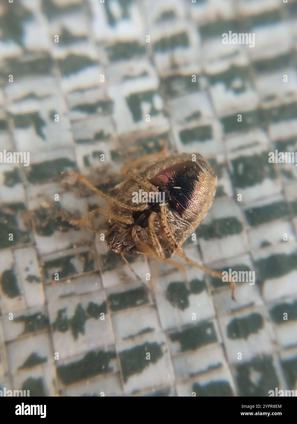 White-spotted Stink Bug (Eysarcoris ventralis Stock Photo - Alamy