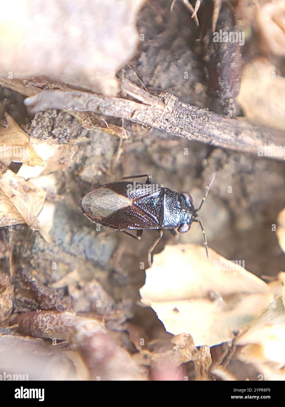 Geocoris hi-res stock photography and images - Alamy