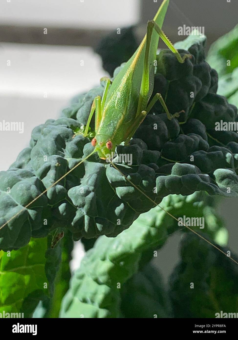 Australian Common Garden Katydid (Caedicia simplex Stock Photo - Alamy