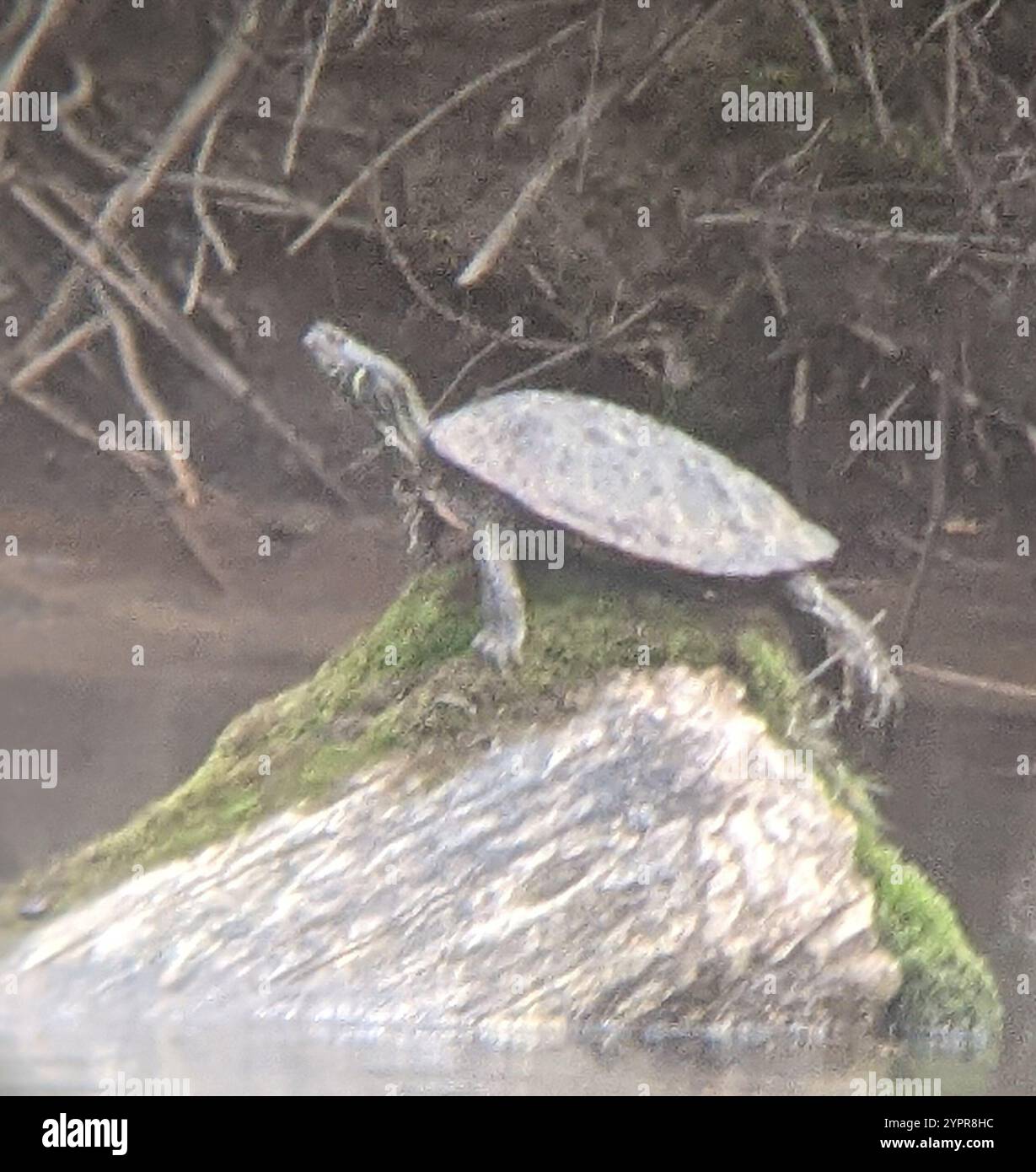 Northern Map Turtle (Graptemys geographica Stock Photo - Alamy