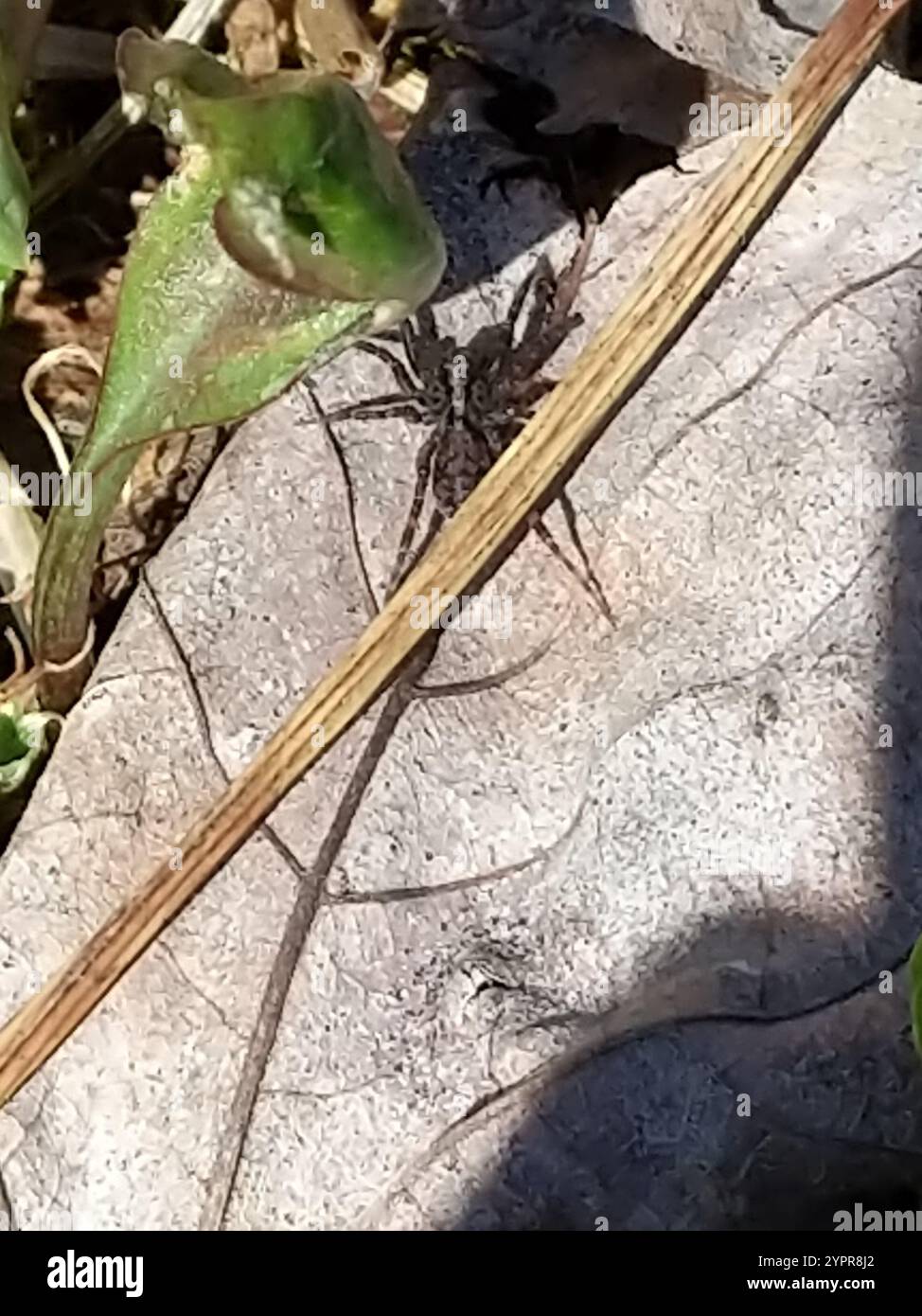Thin-legged Wolf Spiders (Pardosa Stock Photo - Alamy