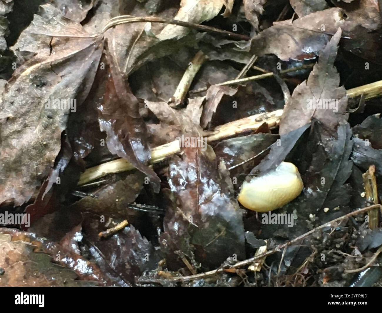 The hedgehog slug hi-res stock photography and images - Alamy
