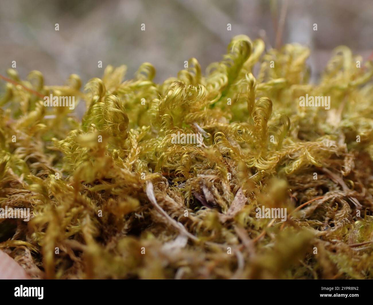 Sickle-leaved Hook-moss (Sanionia uncinata Stock Photo - Alamy