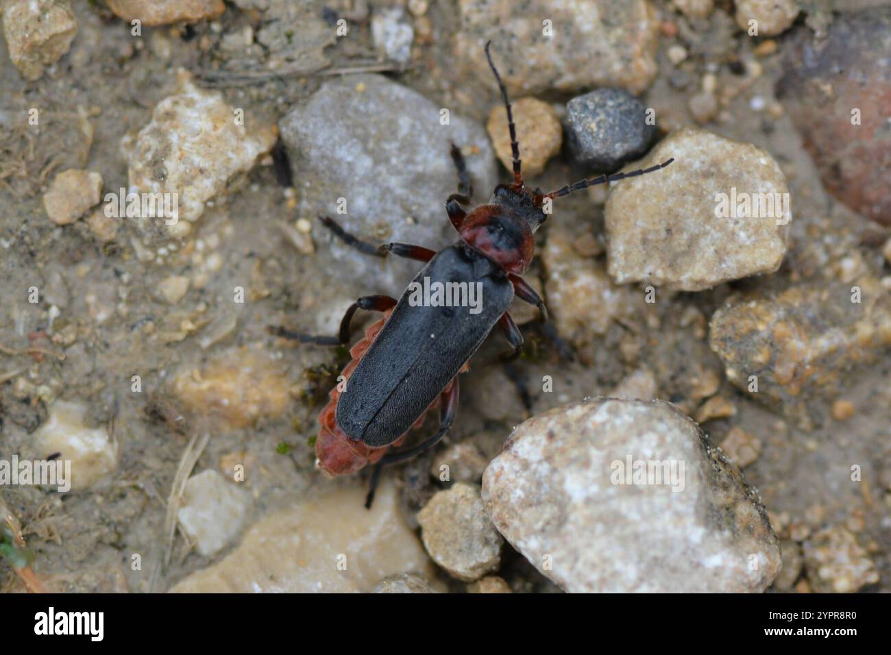 Rustic Sailor Beetle (Cantharis rustica Stock Photo - Alamy