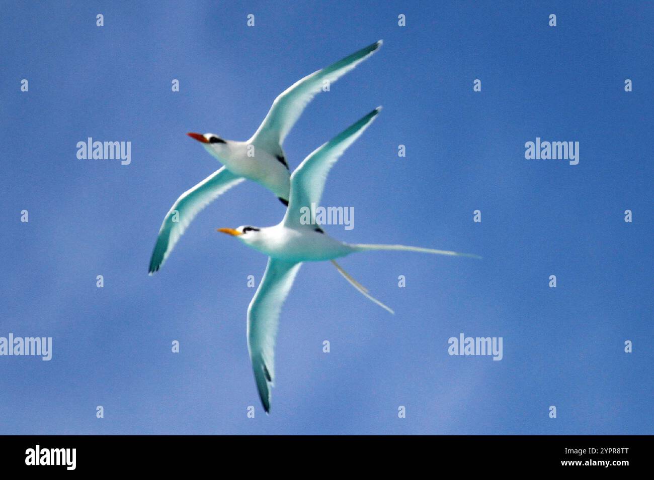 Caribbean White-tailed Tropicbird (Phaethon lepturus catesbyi Stock ...