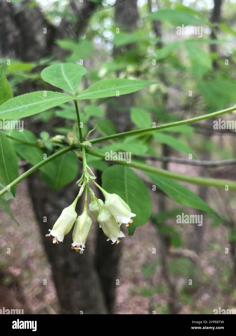 American bladdernut (Staphylea trifolia Stock Photo - Alamy