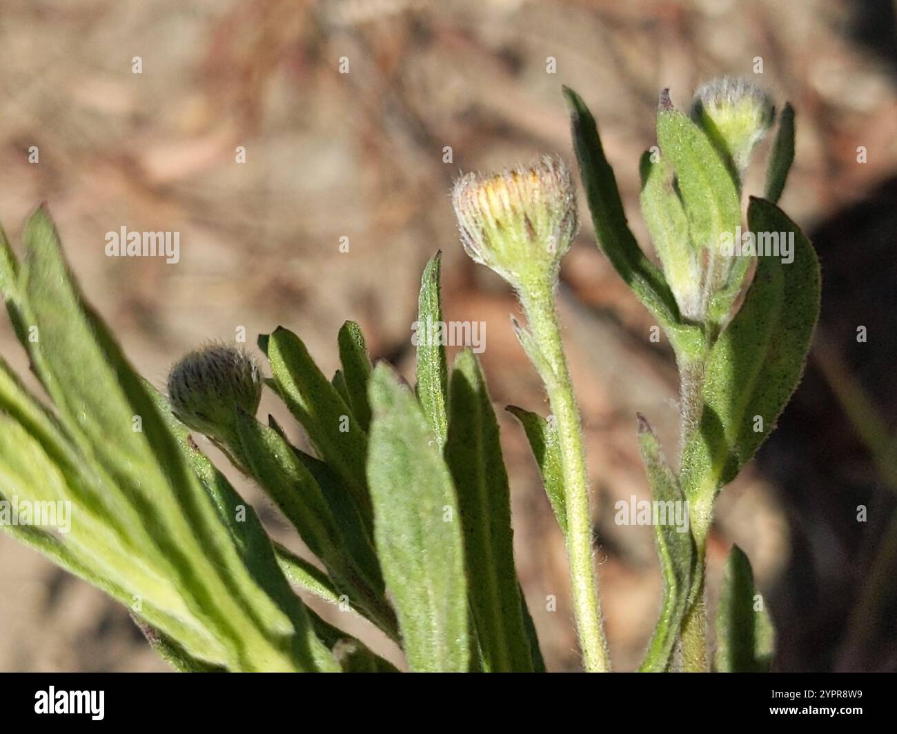 Spanish False Fleabane (Pulicaria paludosa Stock Photo - Alamy