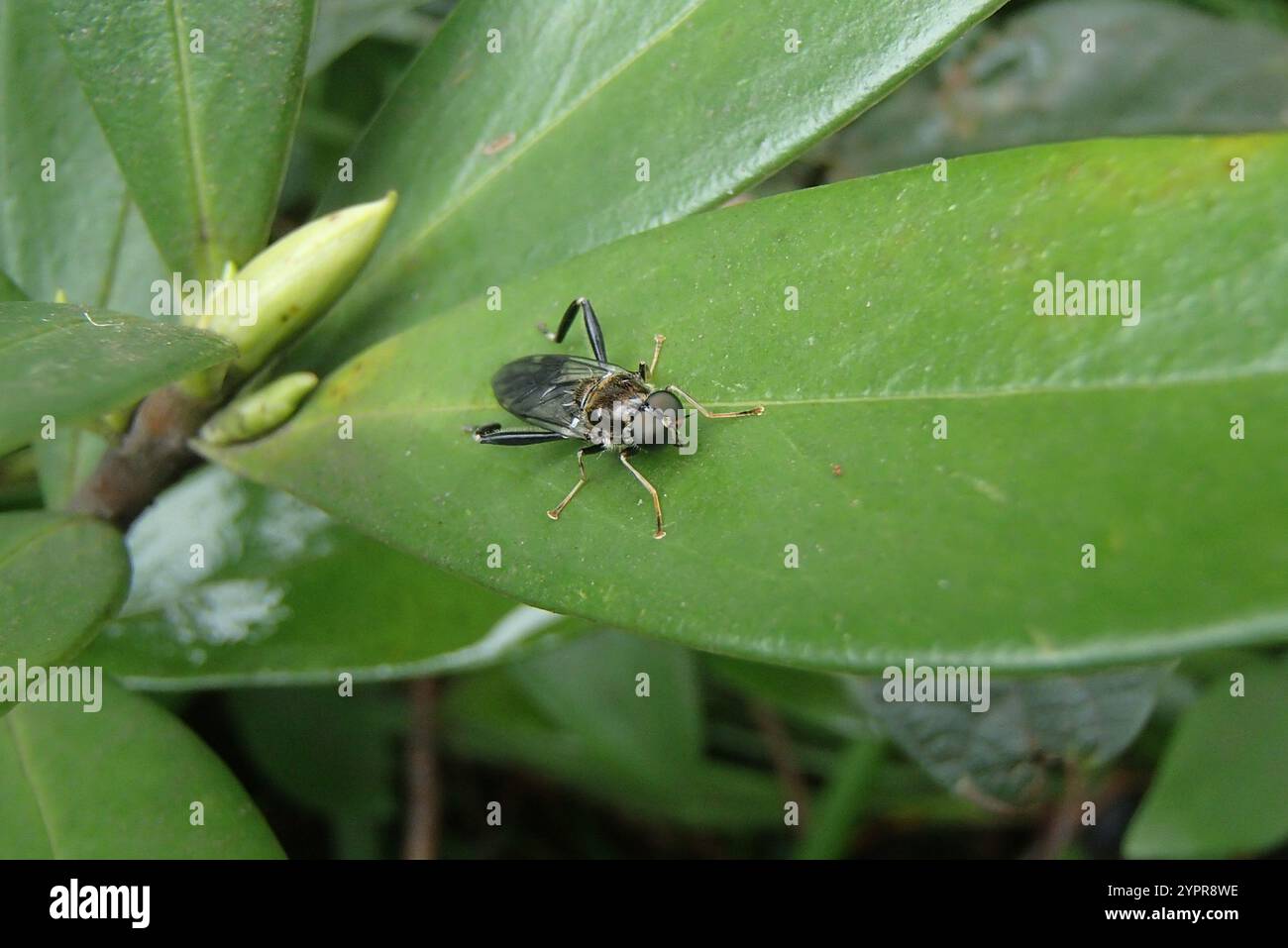 Garden soldier fly (Exaireta spinigera Stock Photo - Alamy