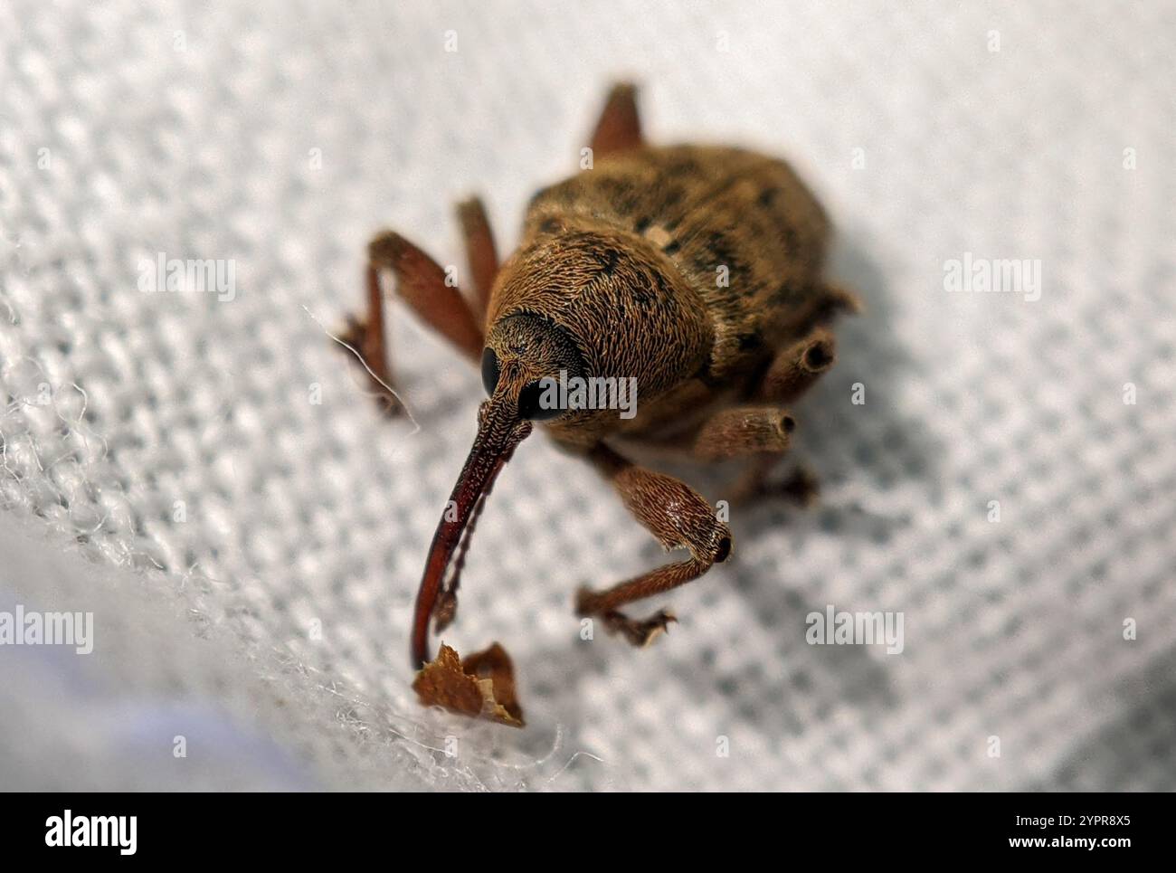 Nut and Acorn Weevils (Curculio Stock Photo - Alamy