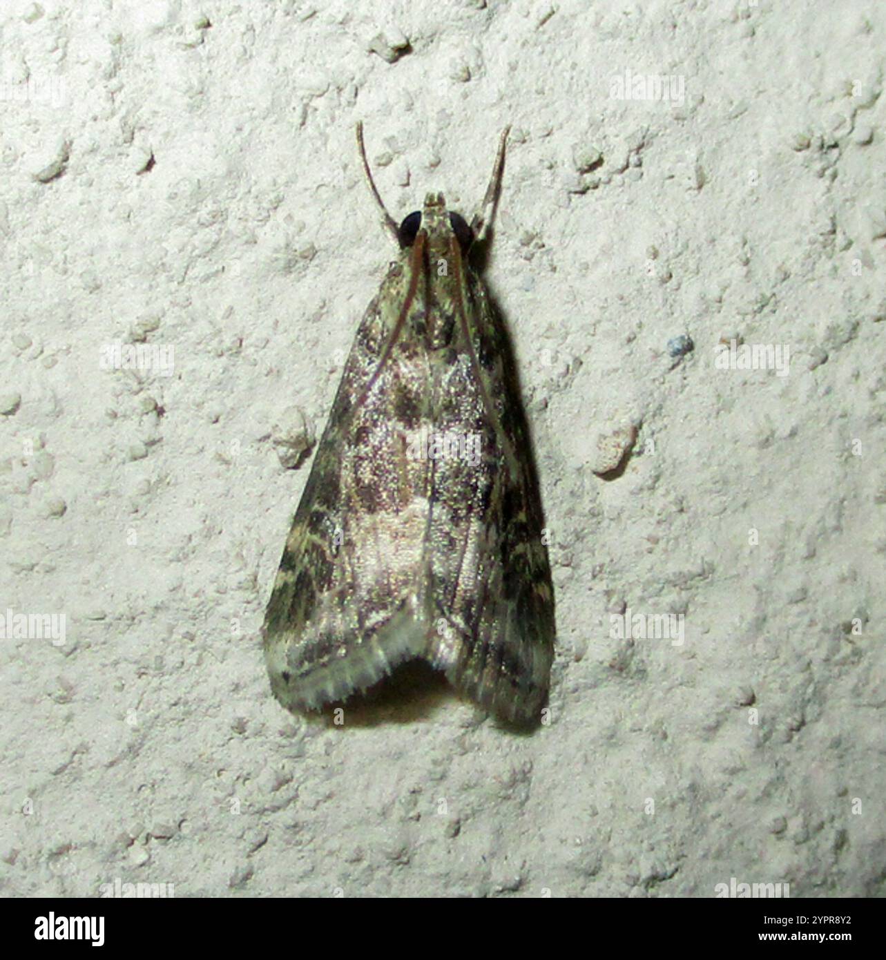 Old World Webworm (Hellula undalis Stock Photo - Alamy