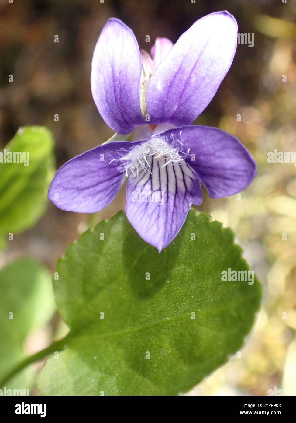 hookedspur violet (Viola adunca Stock Photo - Alamy