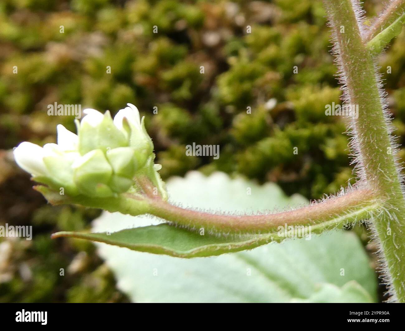 Micranthes virginiensis hi-res stock photography and images - Alamy