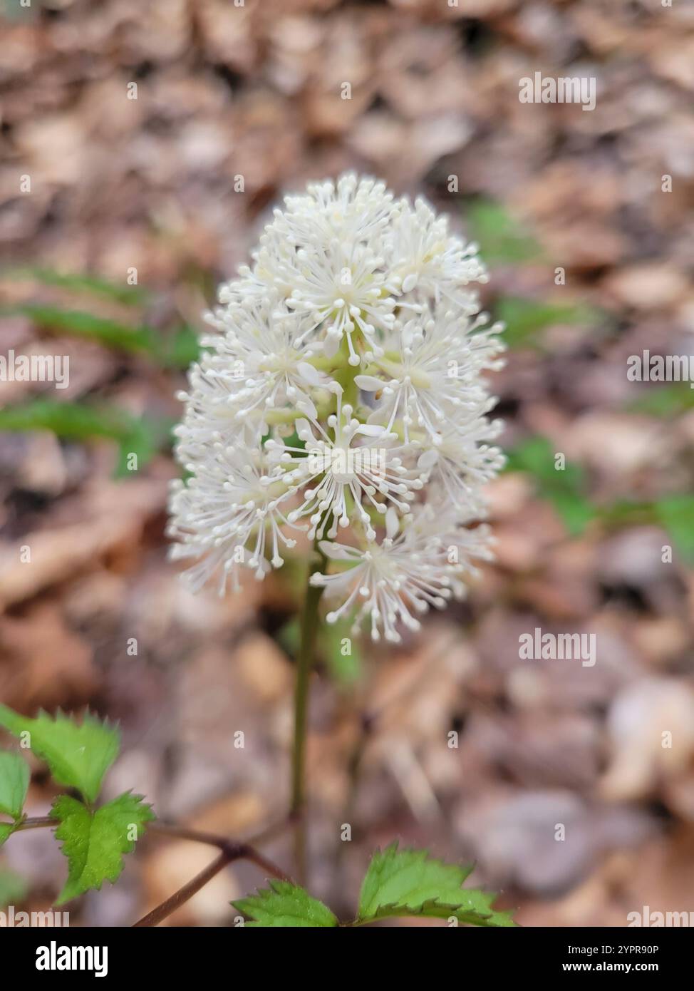 white baneberry (Actaea pachypoda Stock Photo - Alamy