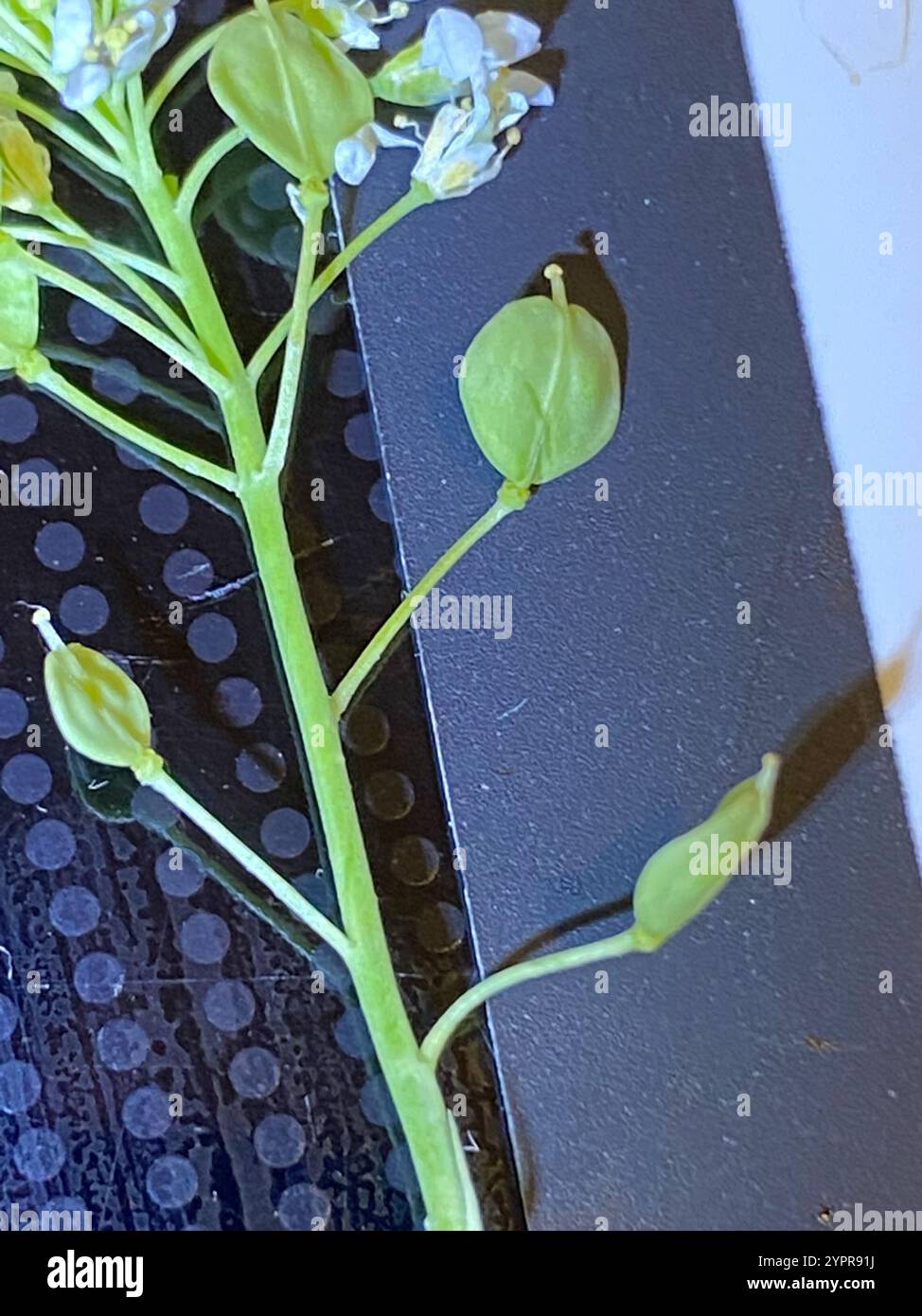 desert pepperweed (Lepidium fremontii Stock Photo - Alamy