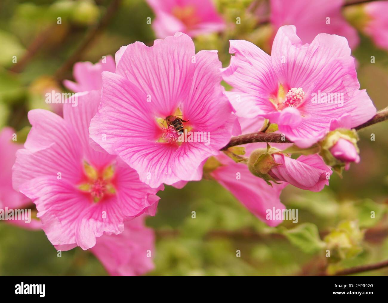 Busy bee garden center hi-res stock photography and images - Alamy