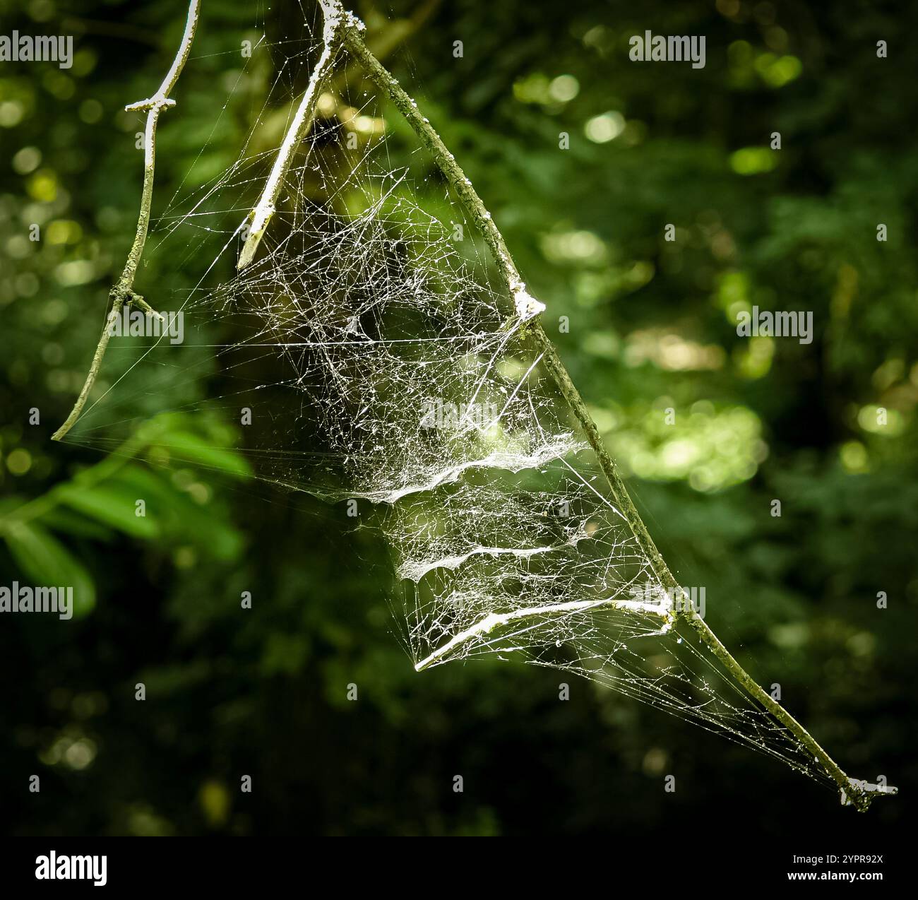 Wet spider web on a branch at the sun with a green background Stock ...
