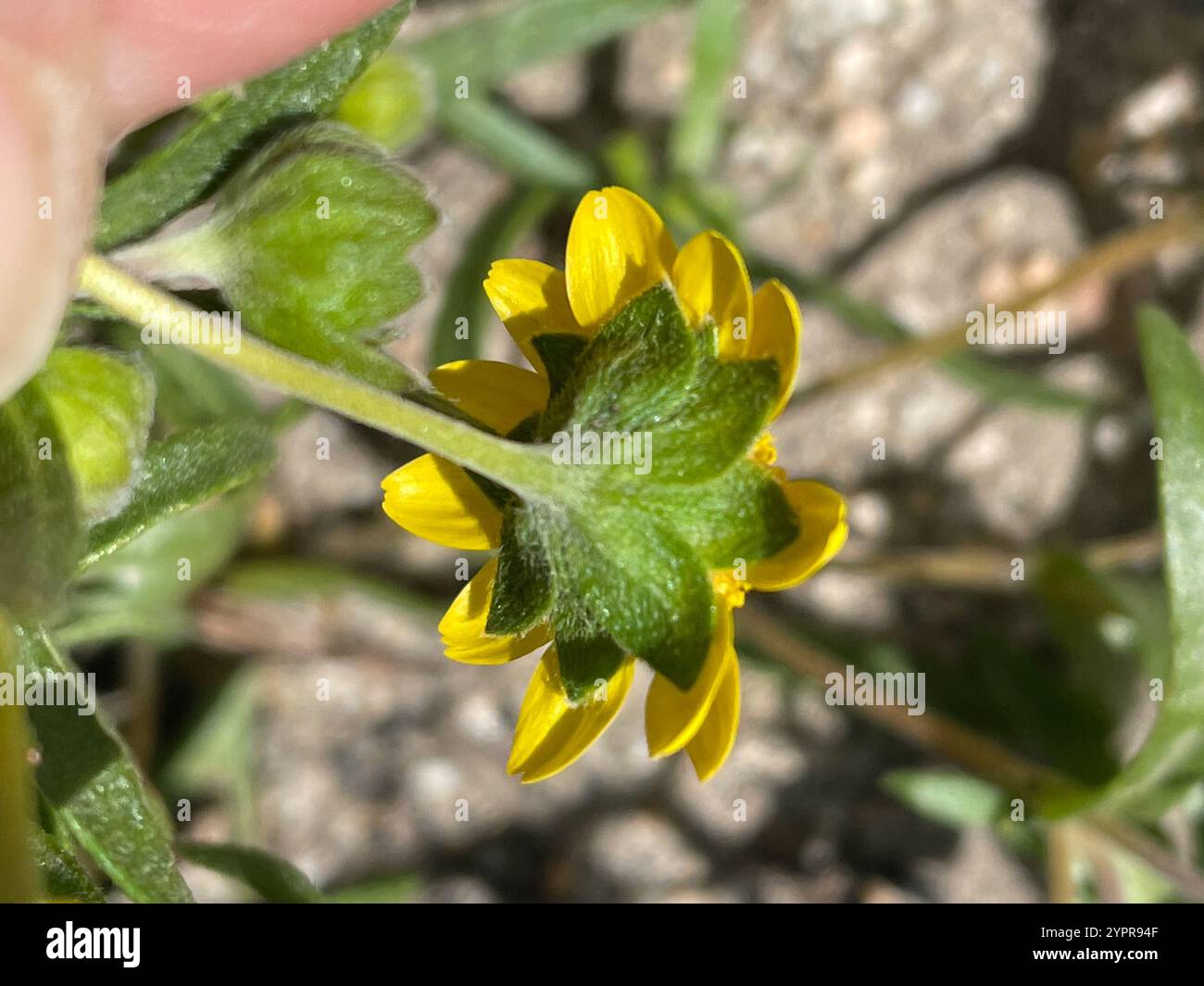common goldfields (Lasthenia gracilis Stock Photo - Alamy