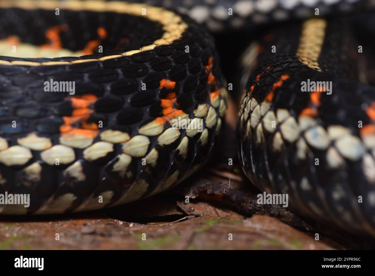 Common Garter Snake (Thamnophis sirtalis Stock Photo - Alamy
