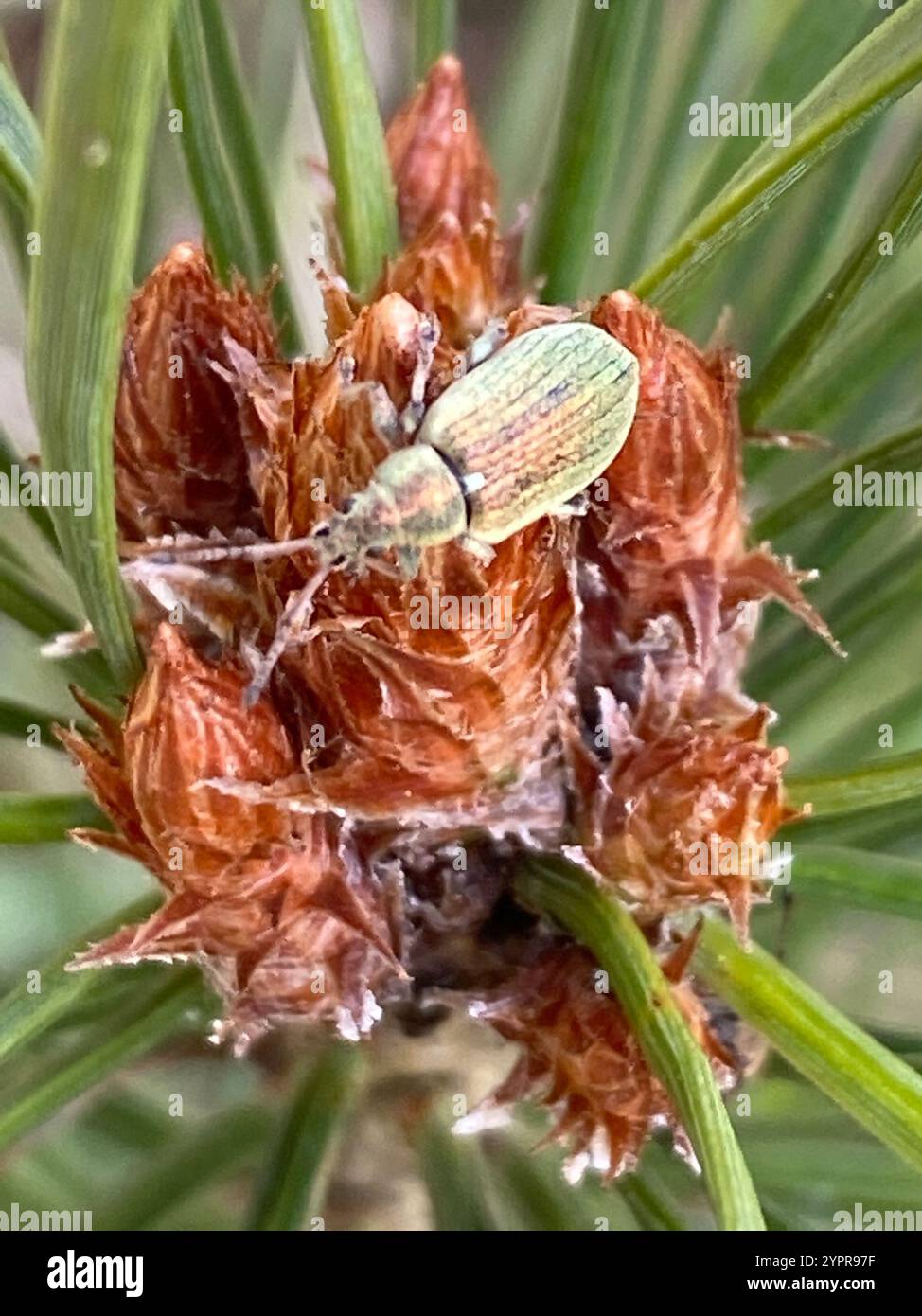 Common Leaf Weevil (Phyllobius pyri Stock Photo - Alamy