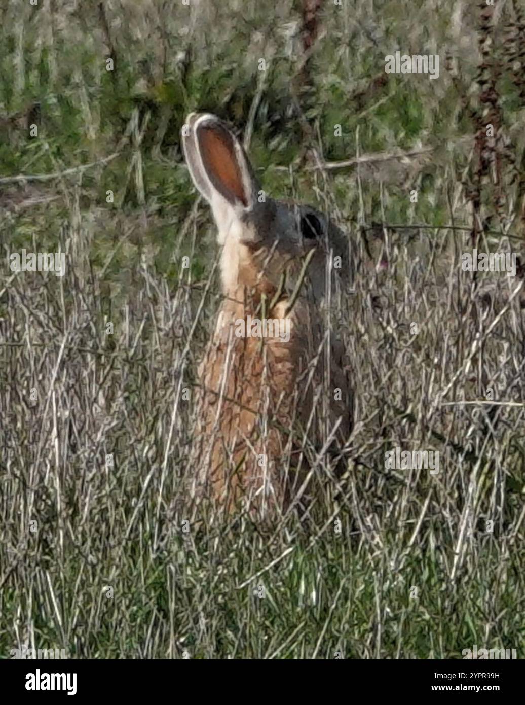European Rabbit (Oryctolagus cuniculus Stock Photo - Alamy